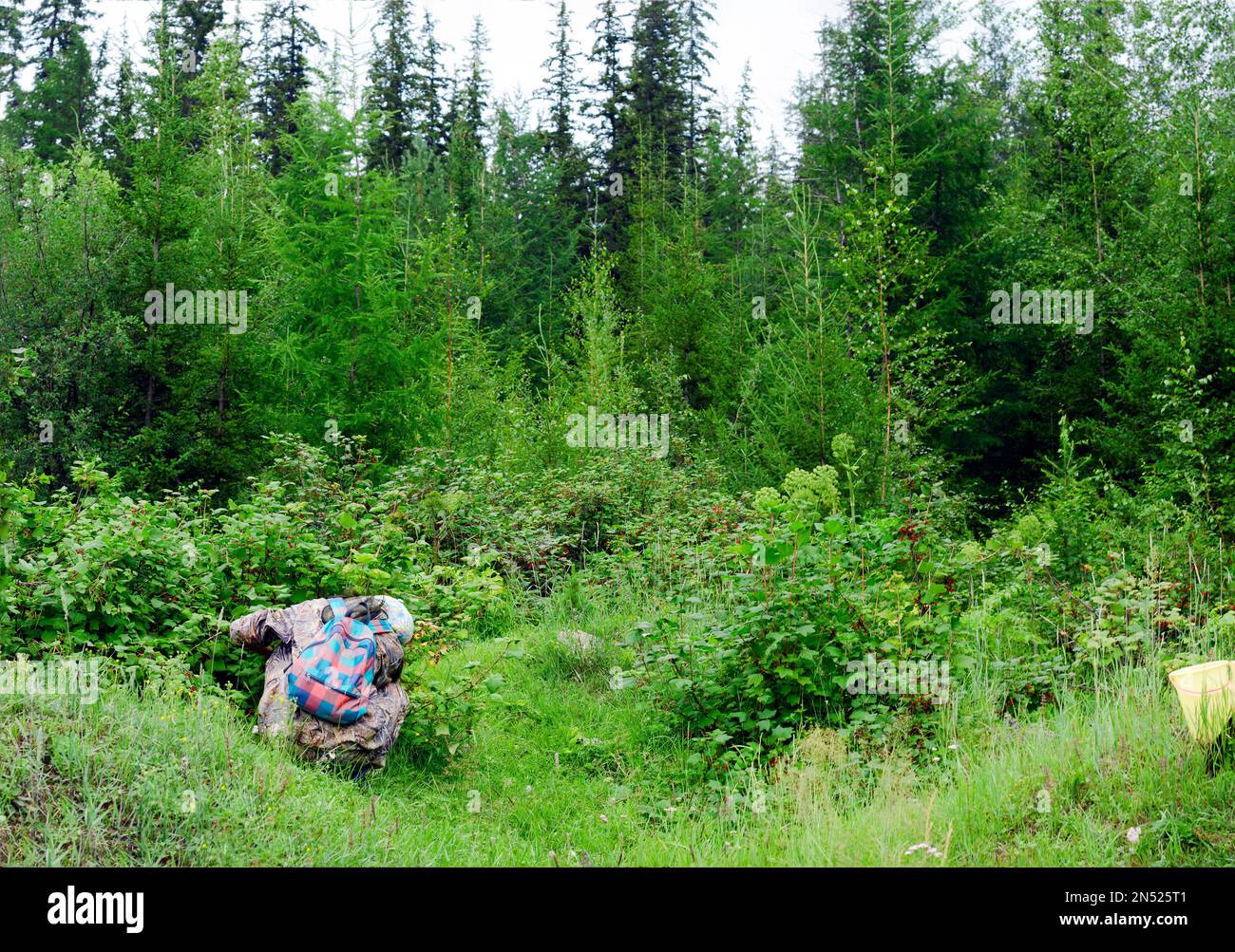 A girl with a backpack in protective clothing squatting collects wild ...