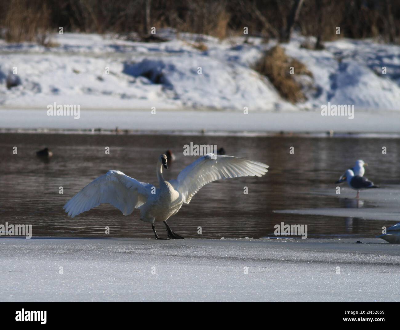 A trumpeter swan stretches on ice at Westchester Lagoon on Monday ...