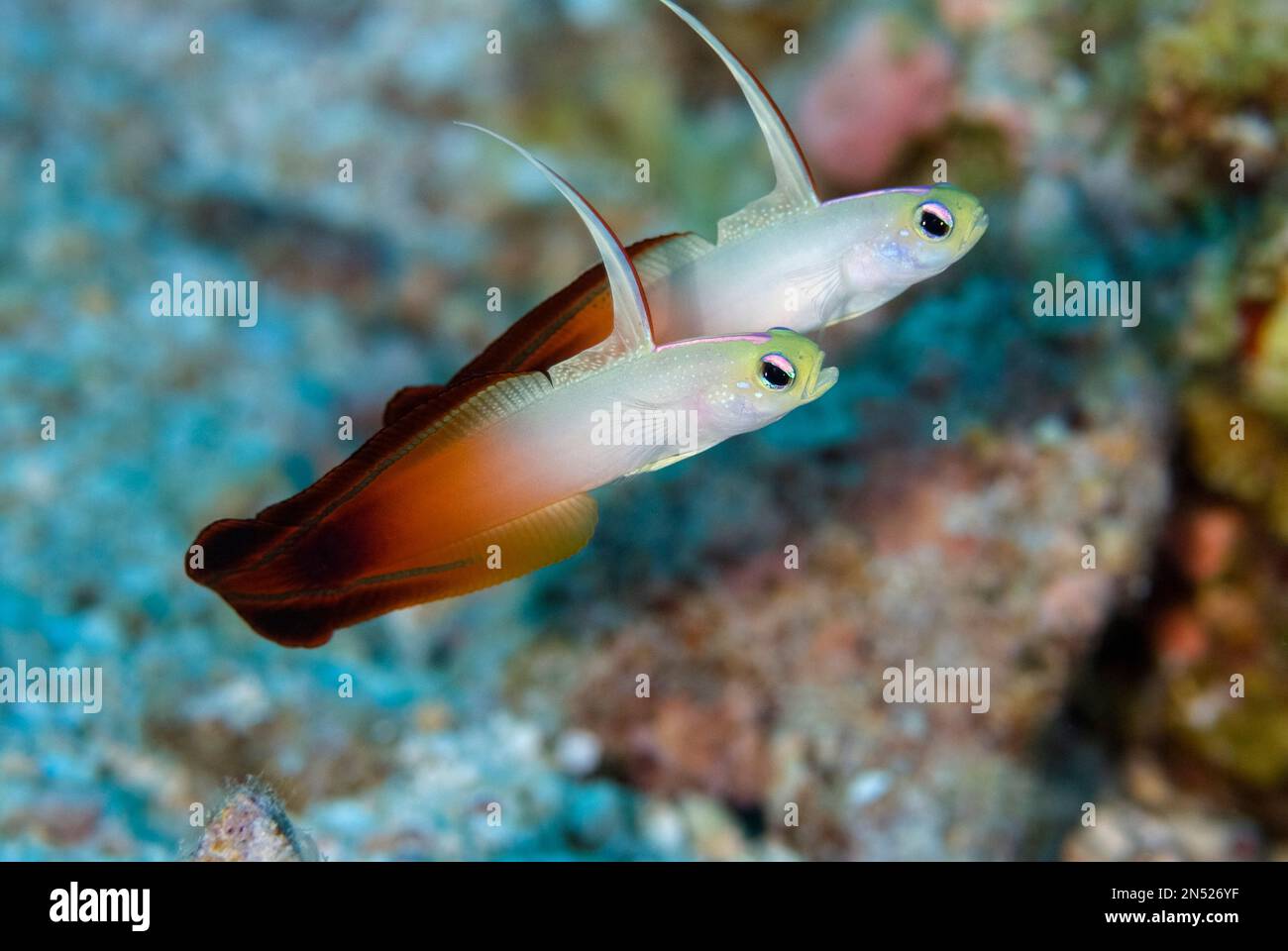 Pair of Fire Dartfish, Nemateleotris magnifica, with erect fins ...