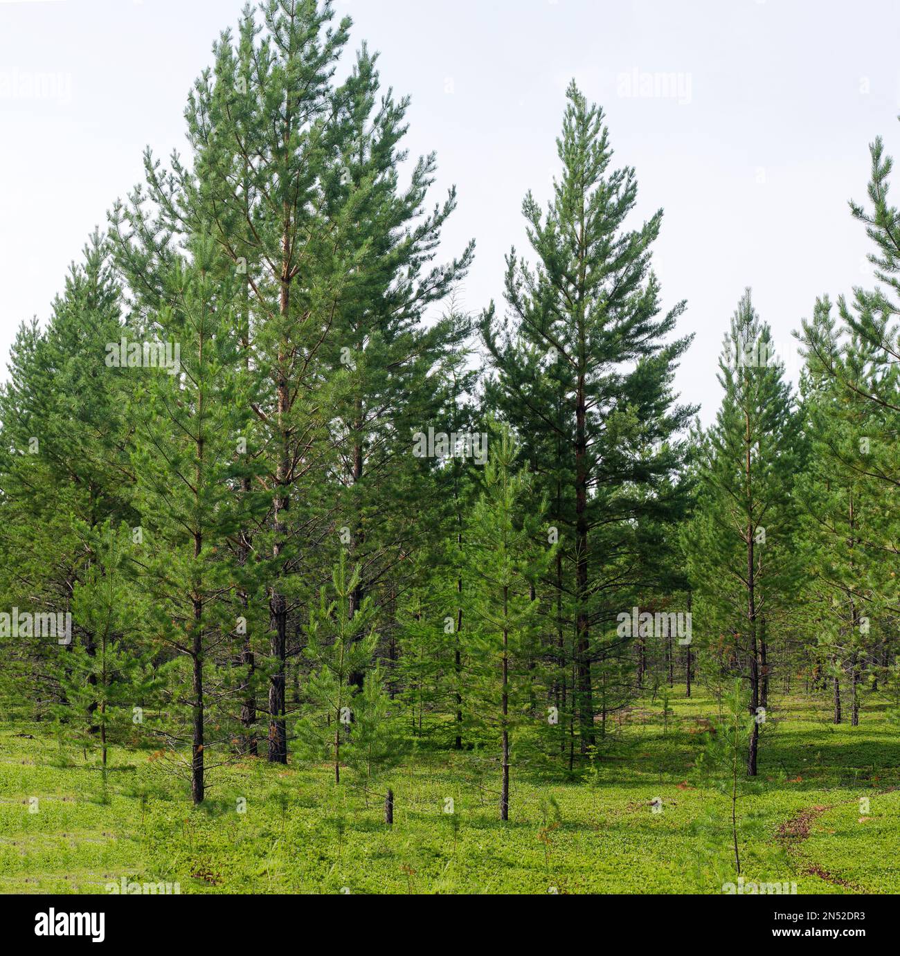 Small young fir trees grow on a green meadow in the wild forest of ...