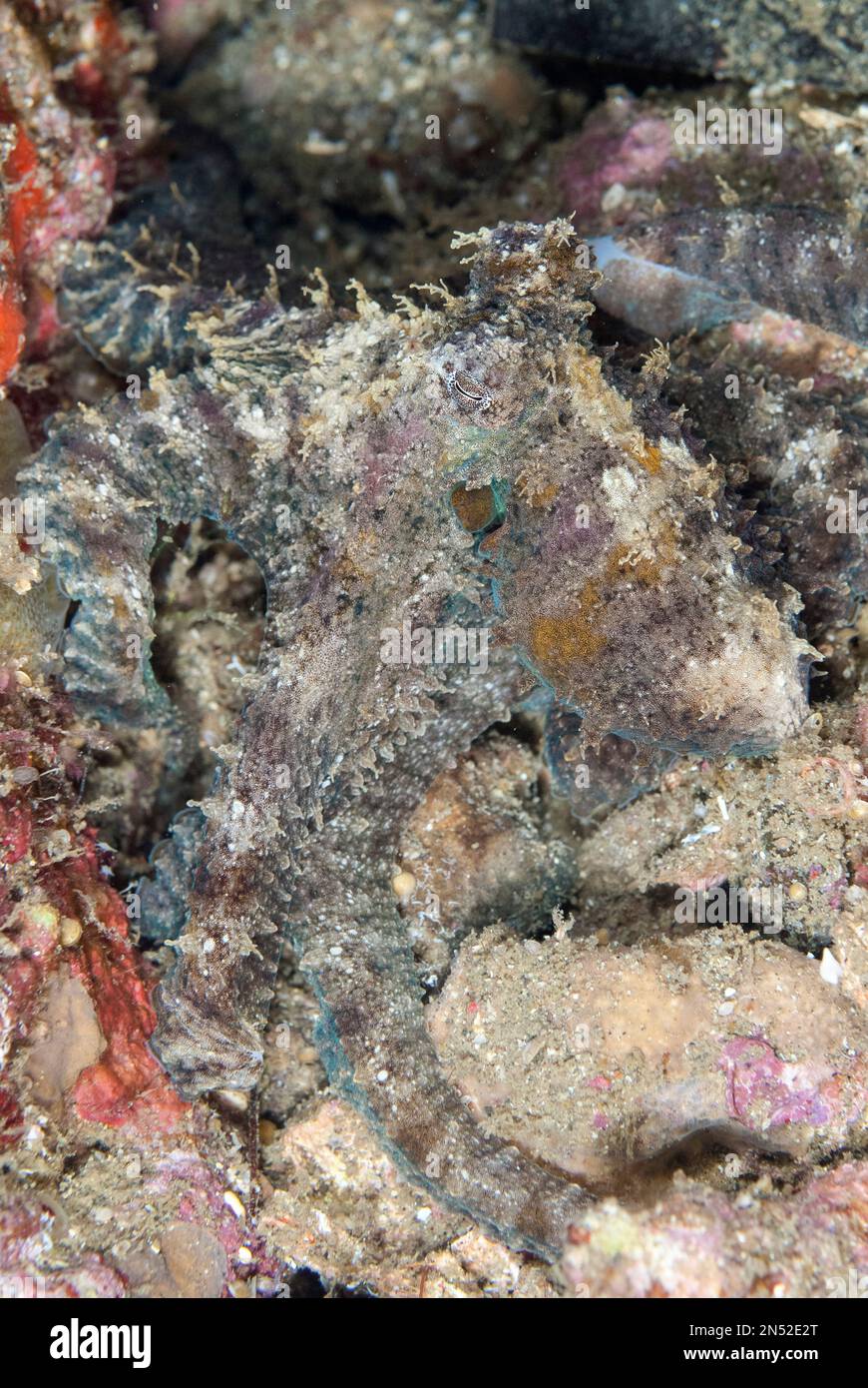 Algae Octopus, Abdopus aculeatus, night dive, Nudi Falls dive site ...