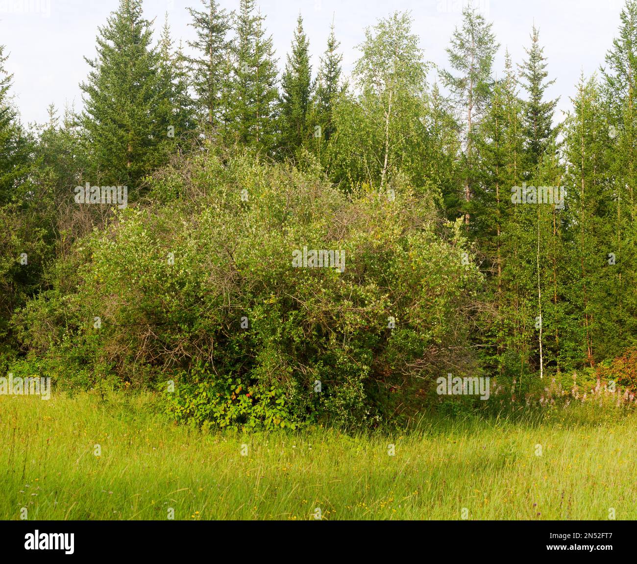A small Bush grows in autumn near the forest in the wild taiga of the ...