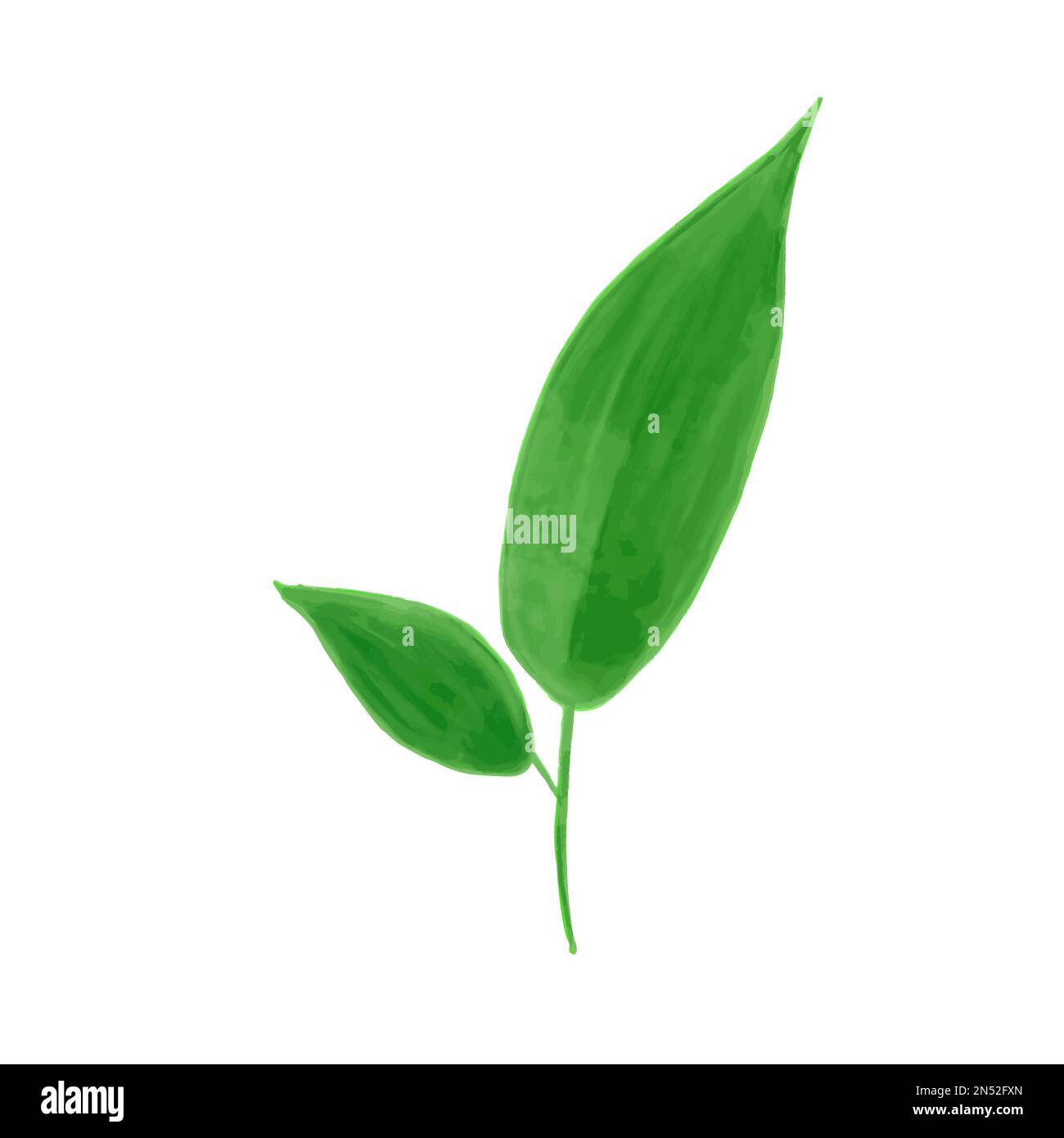 Hand drawn cute watercolor green long leaves, two leaves on one stem ...