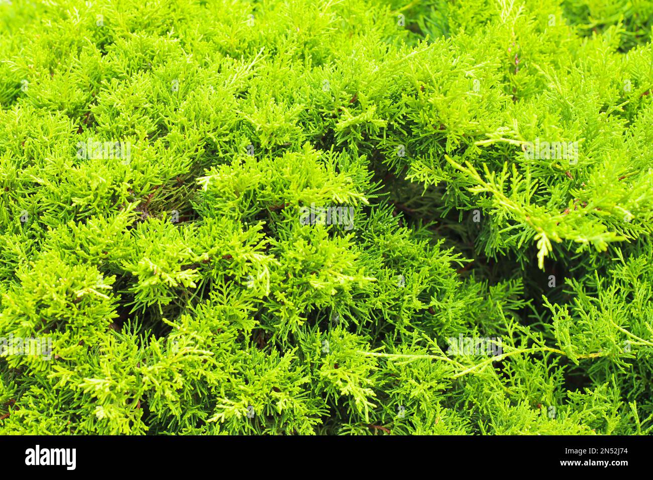Green thuja tree branches texture background, tui tree. Cypress cedar ...