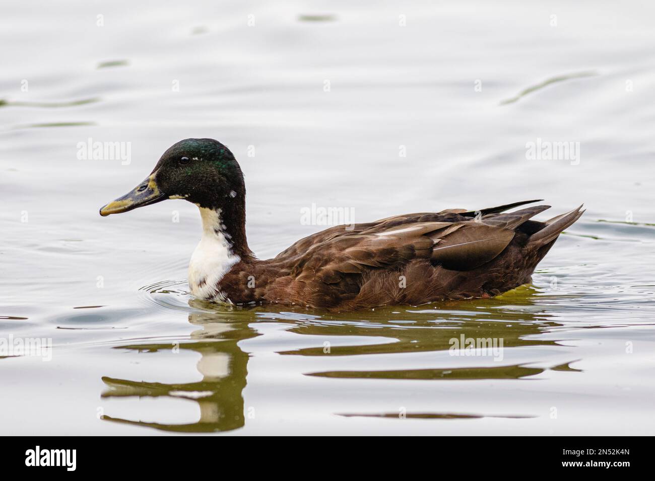 Duclair duck hi-res stock photography and images - Alamy