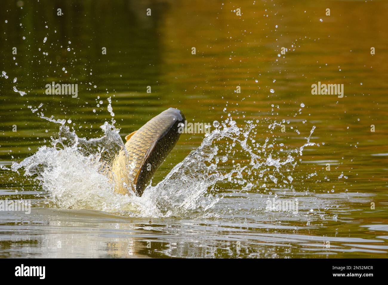 A common carp jumping out of water Stock Photo - Alamy
