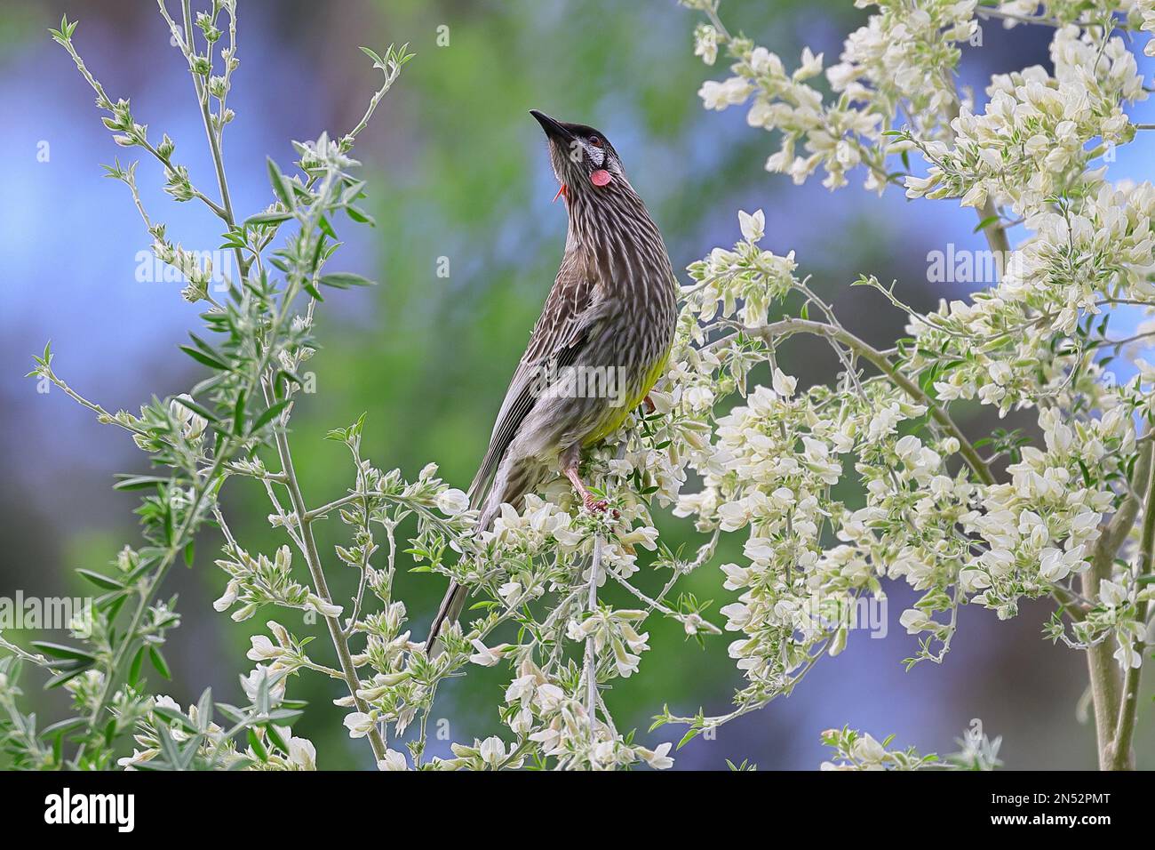 An Australian Red Wattle bird perching on tree Stock Photo - Alamy