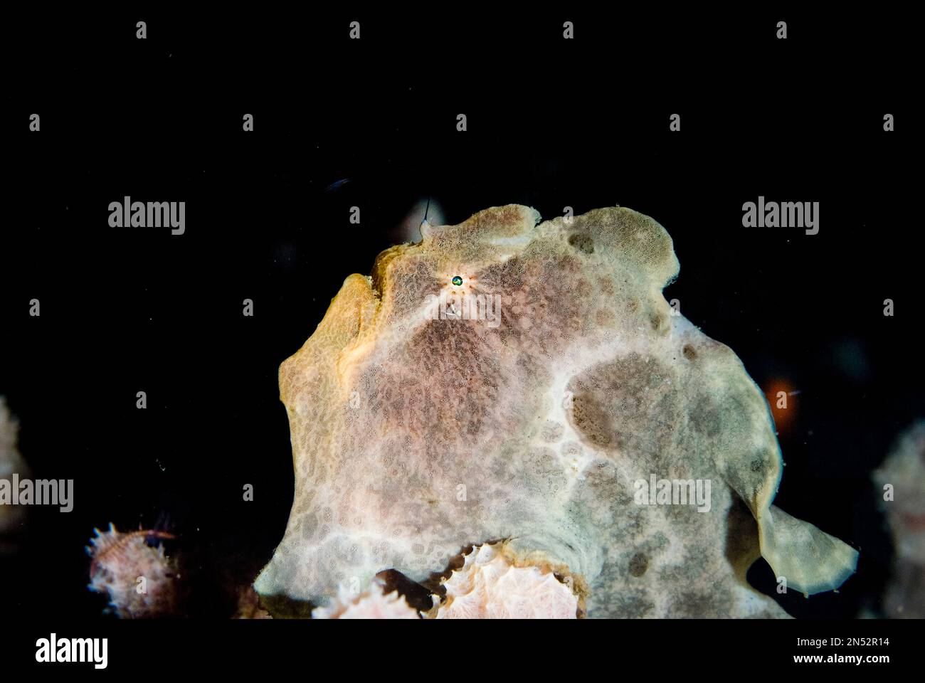 Painted Frogfish, Antennarius pictus, with parasite by eye, night dive ...
