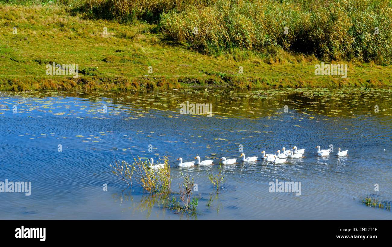 White domestic geese swim in a row behind the main on a small river ...