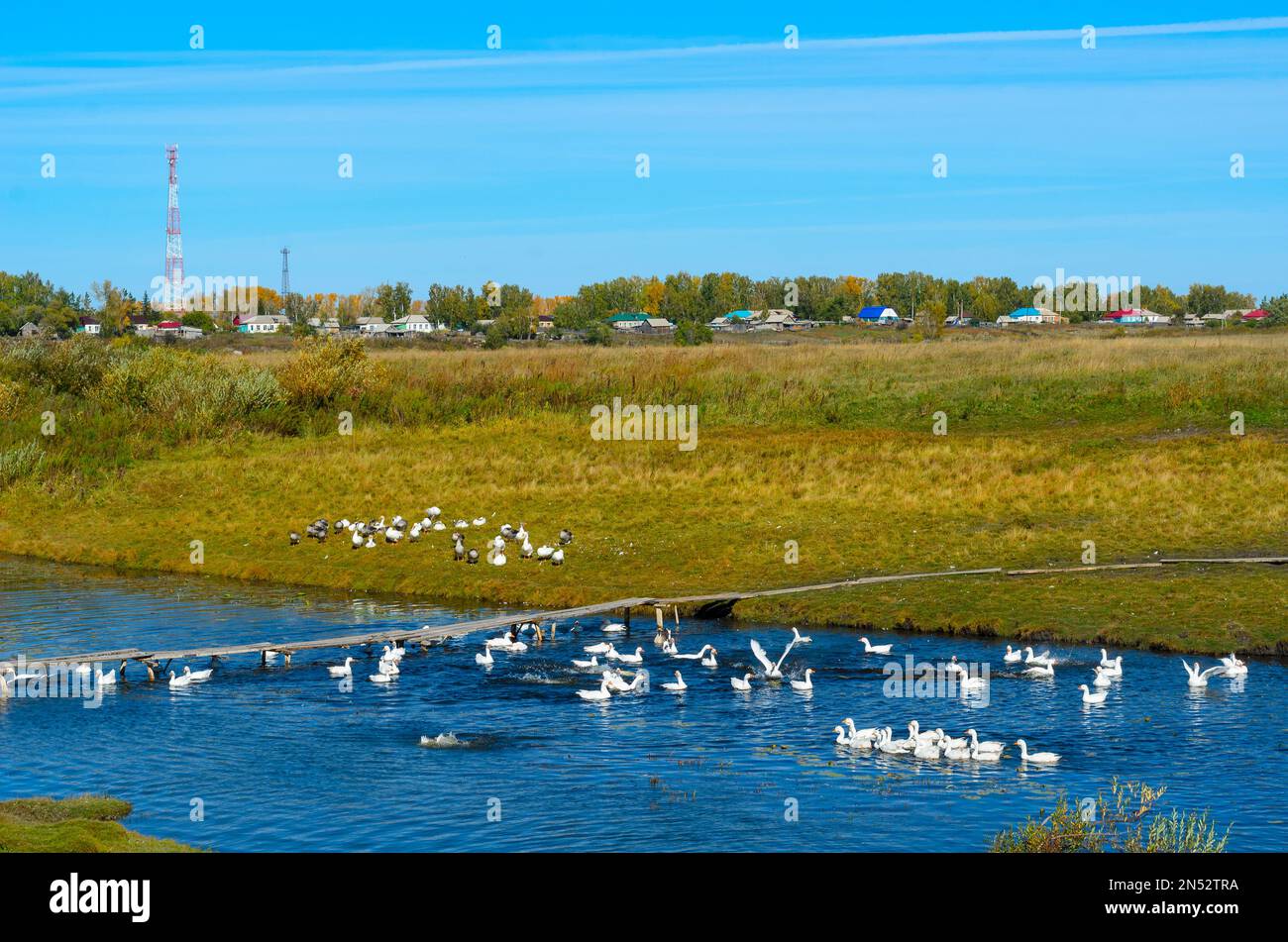Many white goose flocks swim, stand and bathe flapping their wings on ...
