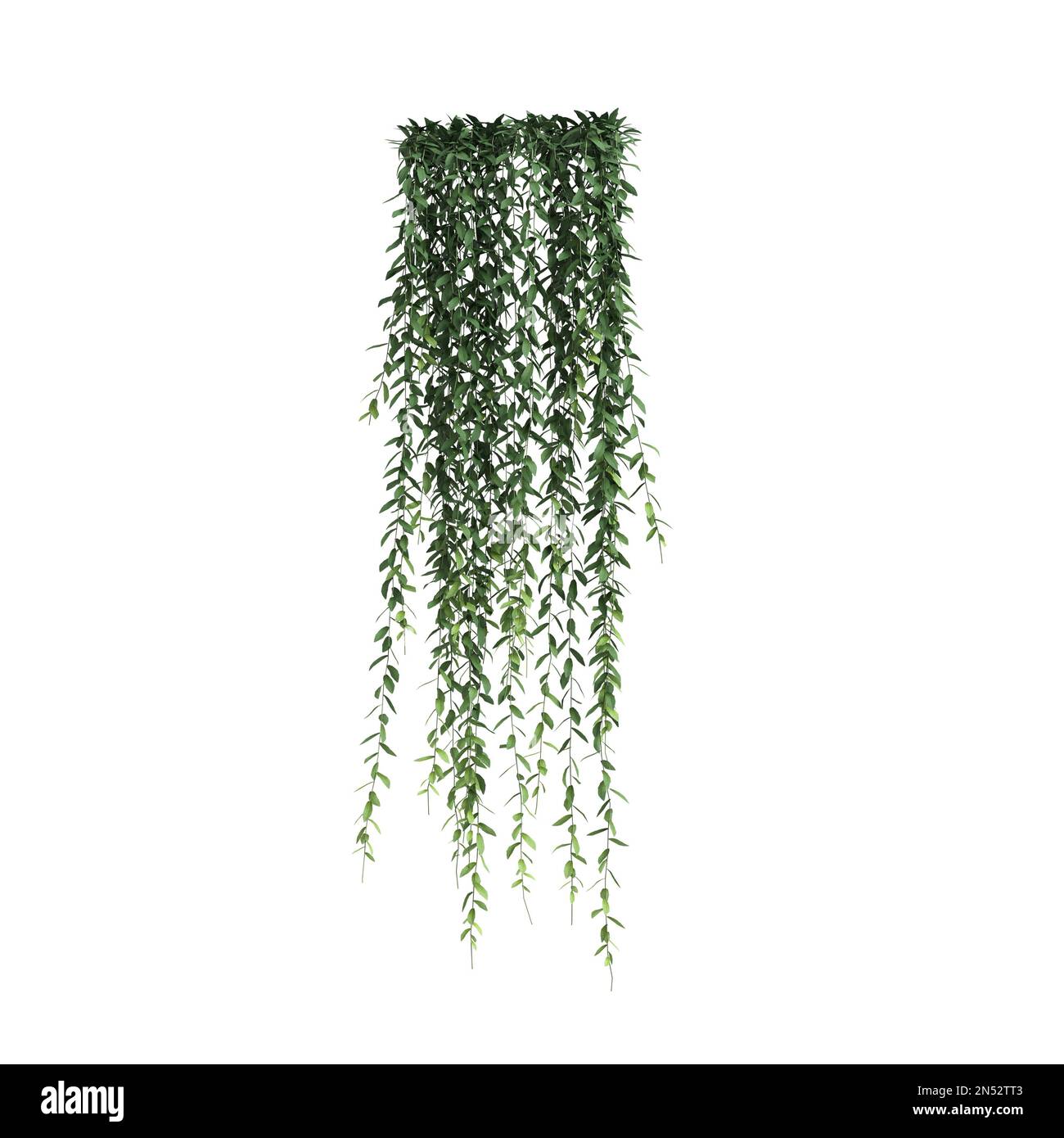 3d illustration of hanging plant isolated on white background Stock ...
