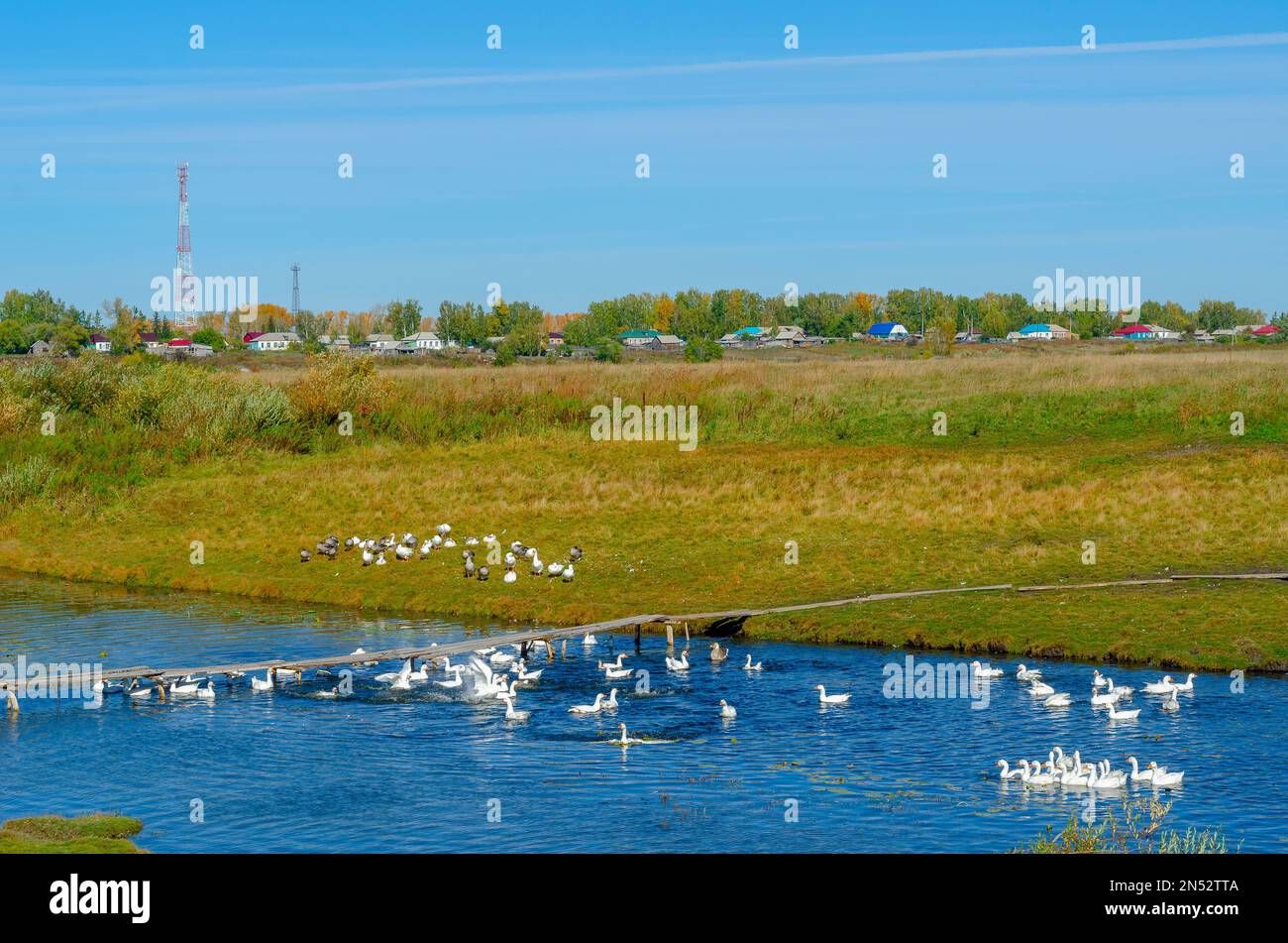 Many white goose flocks swim and stand on the green grass by a small ...
