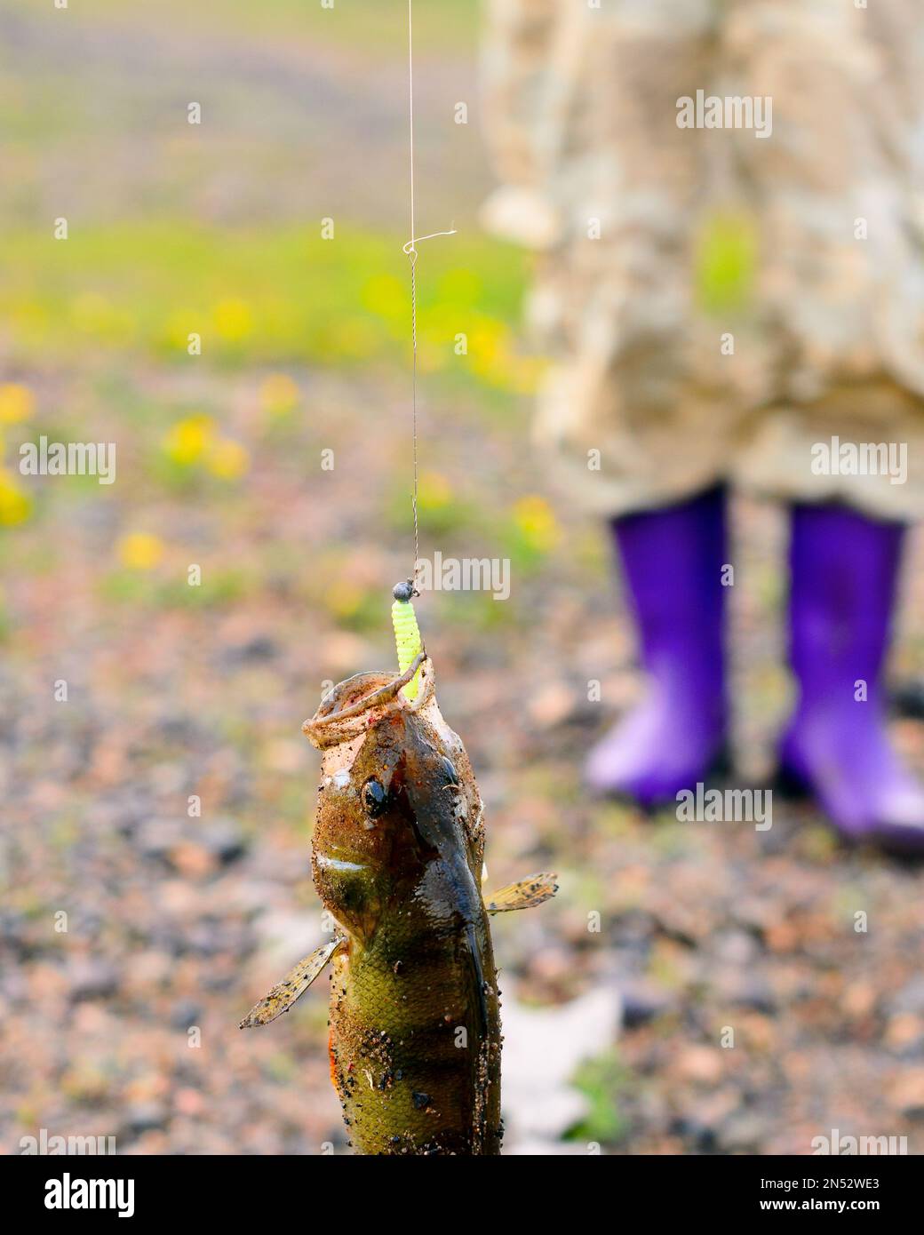 The perch caught by the fisherman hangs on a rubber lure with a weight ...