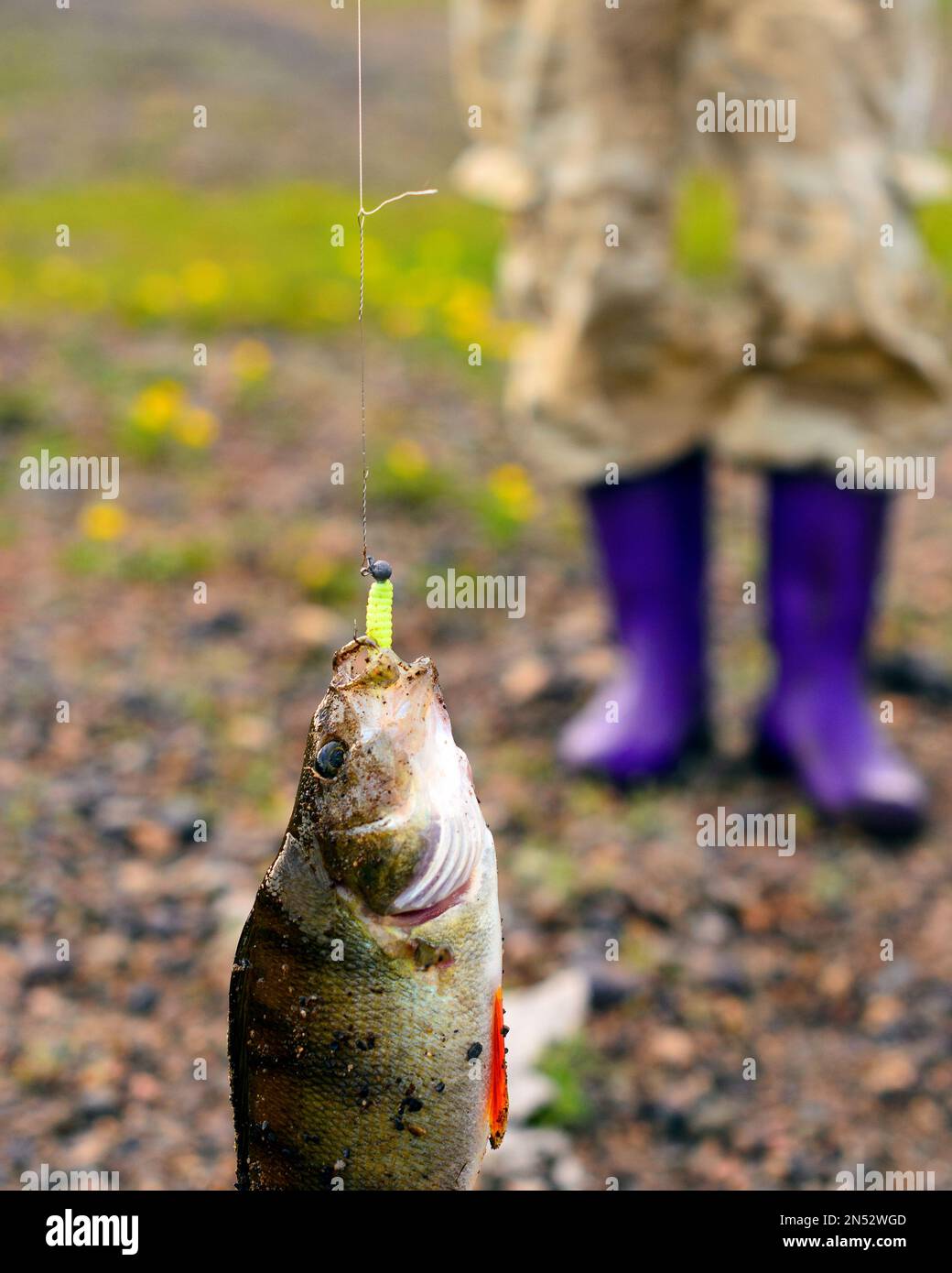 A big bass caught by a fisherman hangs on a rubber lure with a weight ...