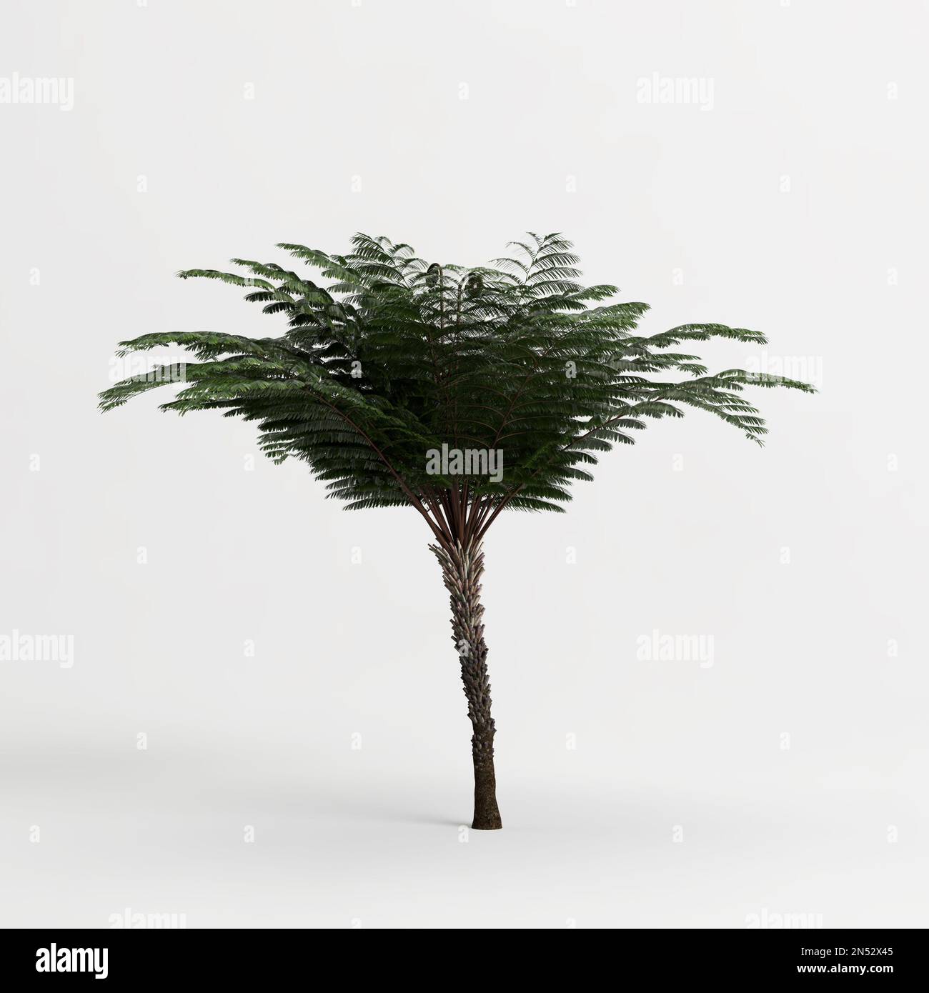 3d illustration of fern tree isolated on white background Stock Photo ...