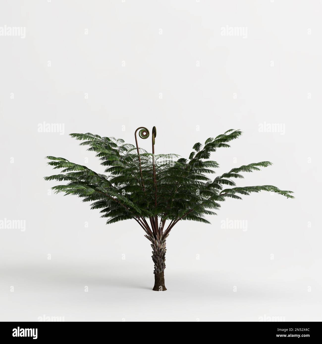 3d illustration of fern tree isolated on white background Stock Photo ...