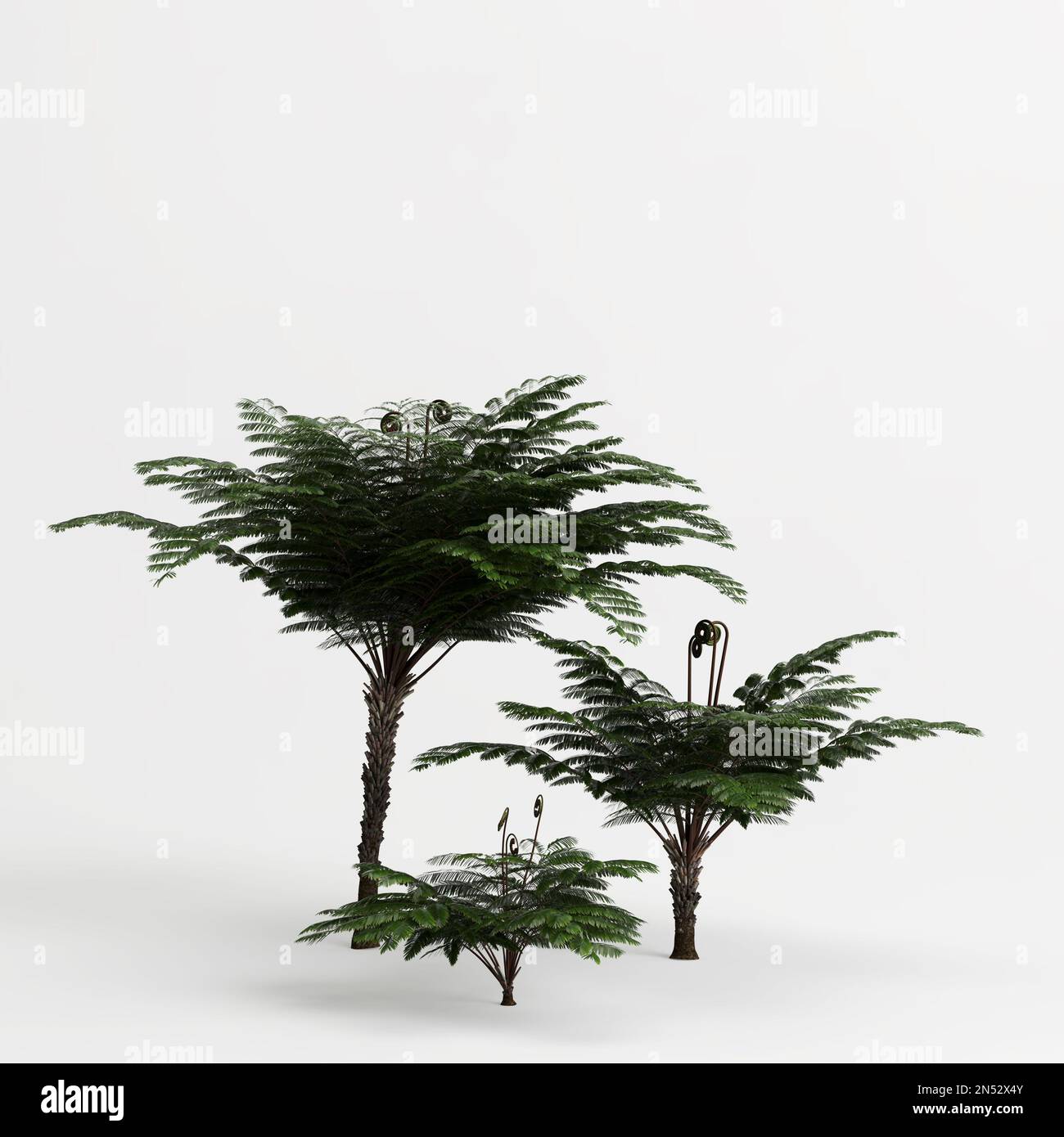 3d illustration of set fern tree isolated on white background Stock ...
