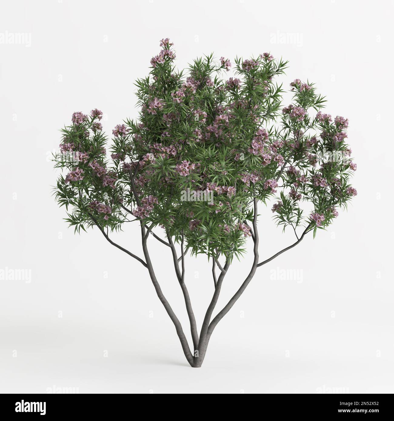 3d illustration of pink dawn tree isolated on white background Stock ...