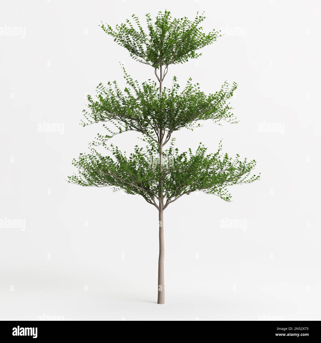 3d illustration of terminalia mantaly tree isolated on white background ...