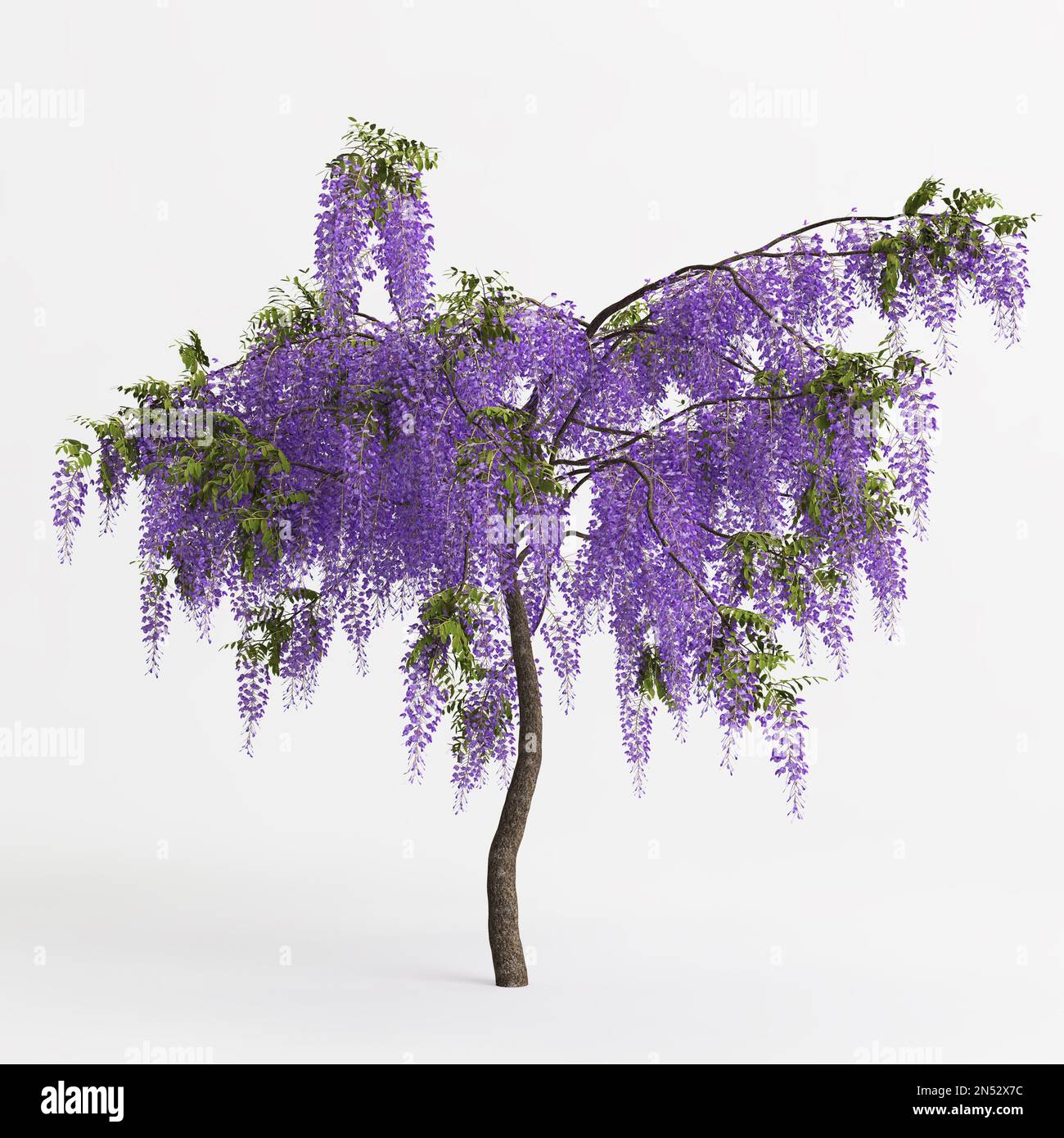 3d illustration of wisteria tree isolated on white background Stock Photo - Alamy