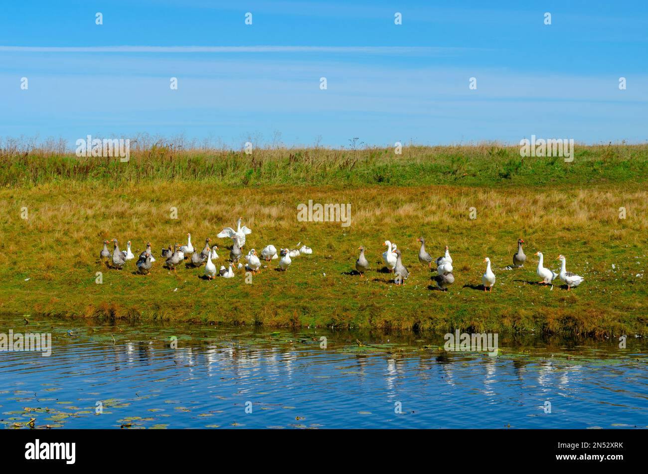 White goose spreads its wings rising in a flock of gray geese on a ...