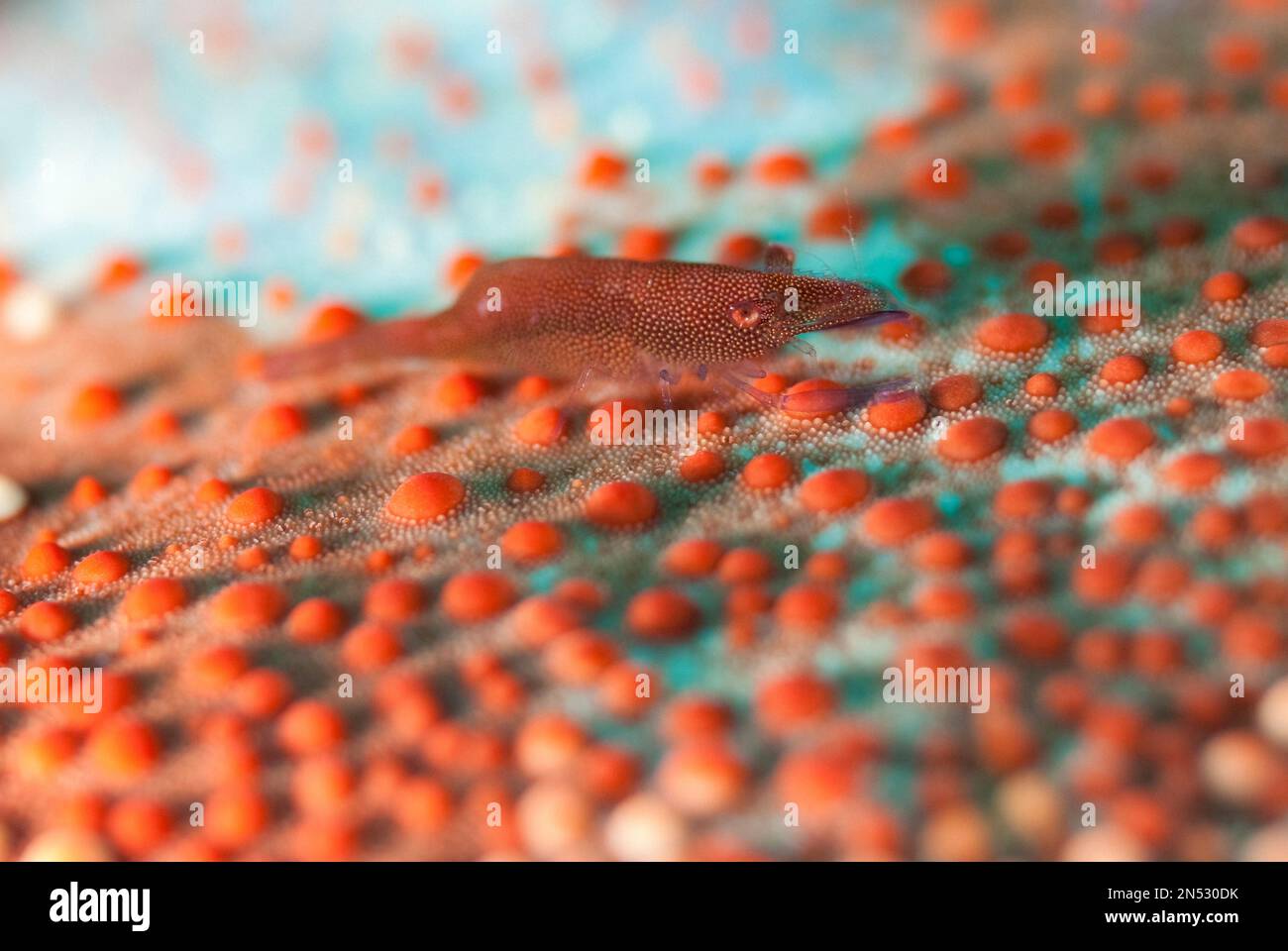 Commensal Shrimp, Zenopontonia soror, on Cushion Star, Culcita ...