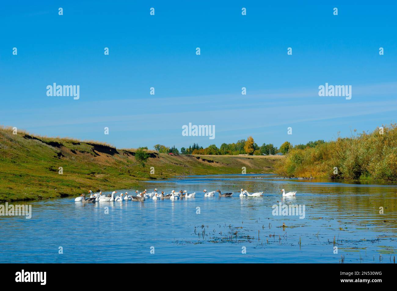 A flock of geese swims on the water of the river bathing and washing ...