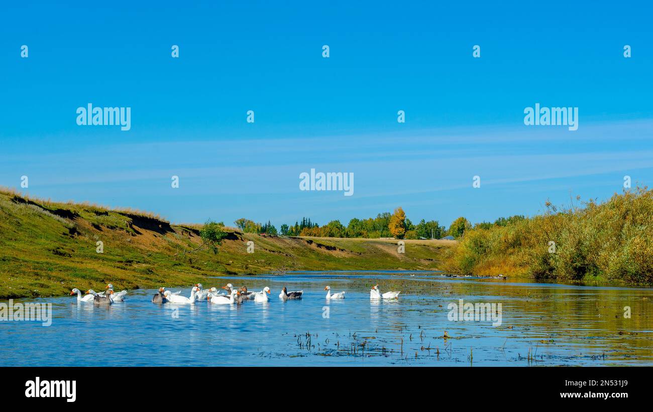 A flock of geese swims on the water of the river bathing and washing ...