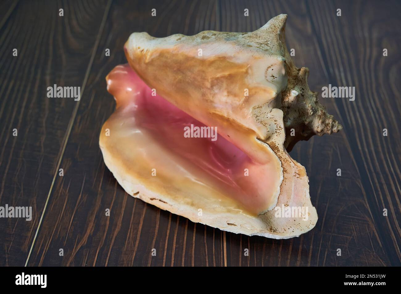 tropical sea shell conch snail bright pink interior on wood floor ...
