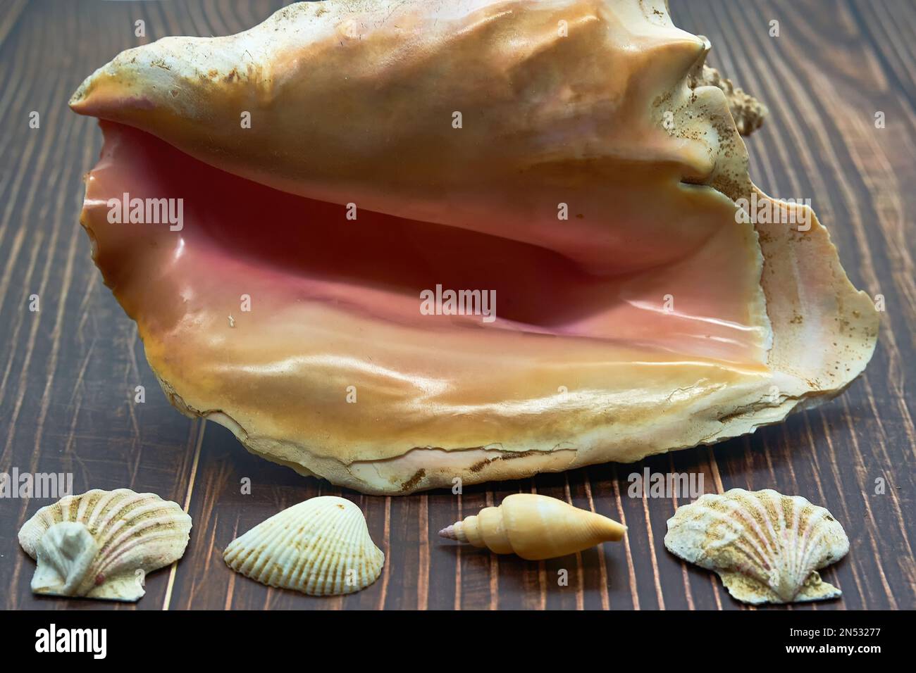 tropical sea shell conch snail bright pink interior on wood floor ...