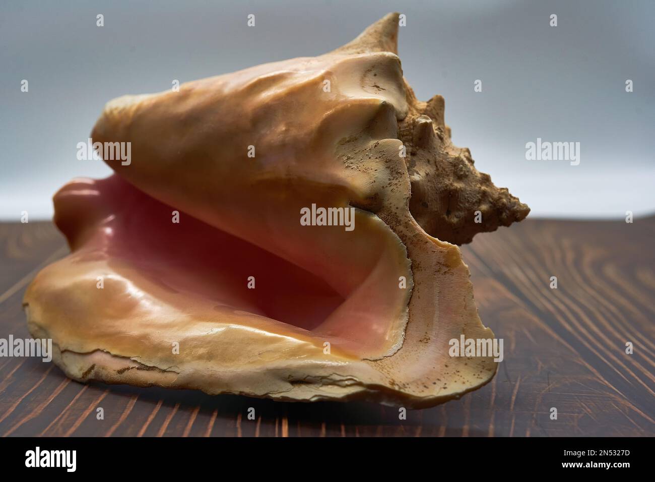 tropical sea shell conch snail bright pink interior on wood floor ...