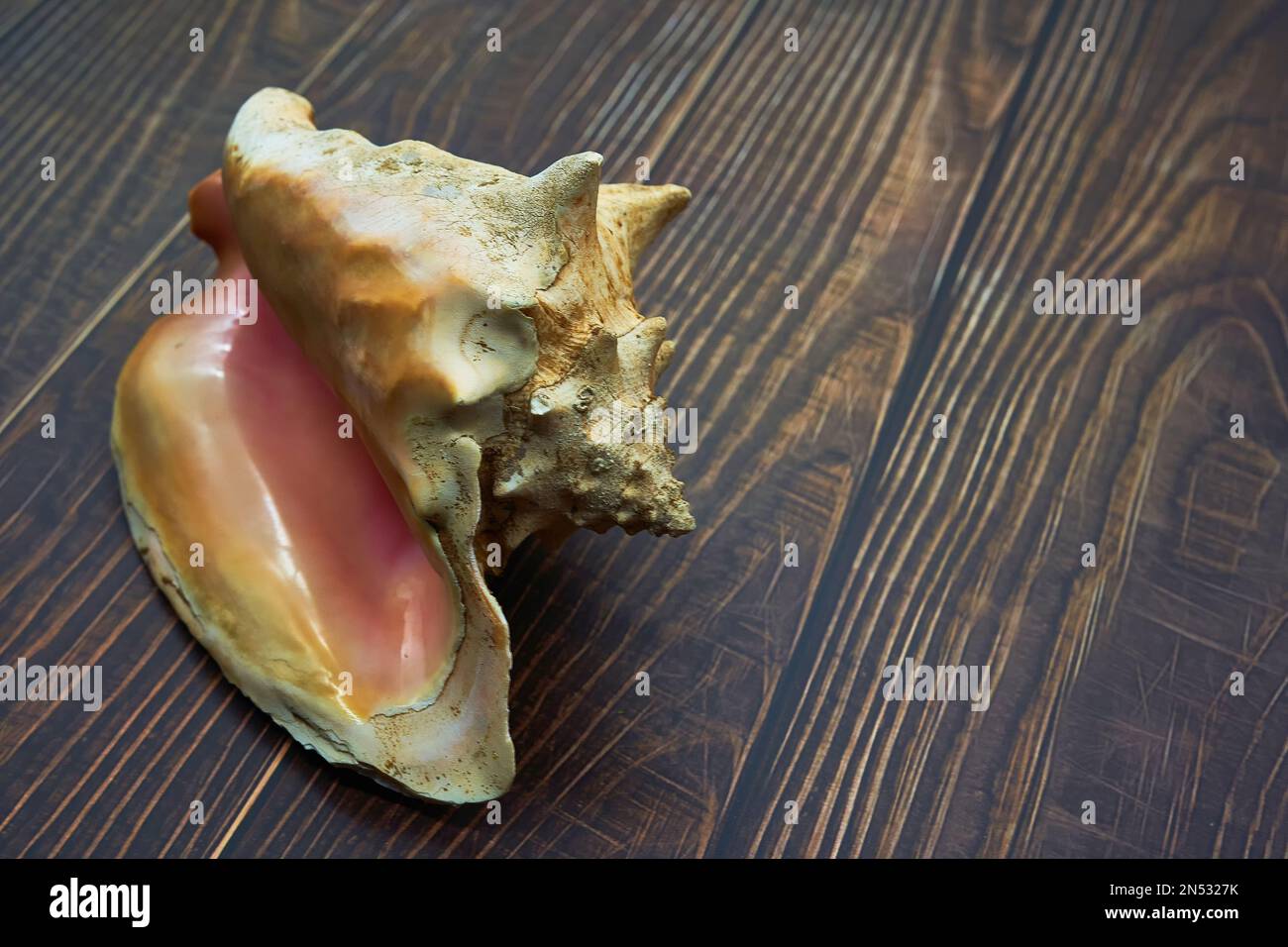 tropical sea shell conch snail bright pink interior on wood floor ...