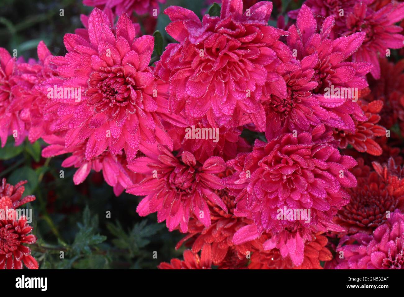 red colored chrysantheme rot tautropfen flower on farm for harvest are ...