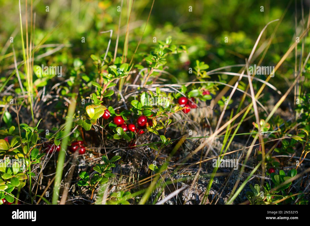 Illuminated by sunlight in a clearing in the Northern forest of Yakutia ...