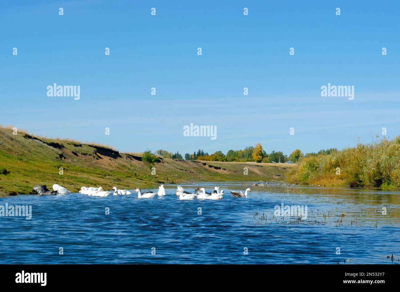 A flock of geese floating on the water of the river on the background ...