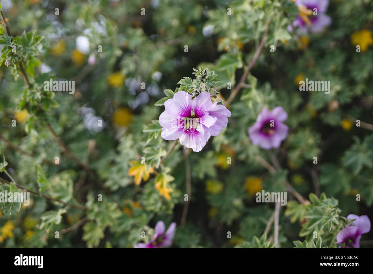 Malva bush hi-res stock photography and images - Alamy