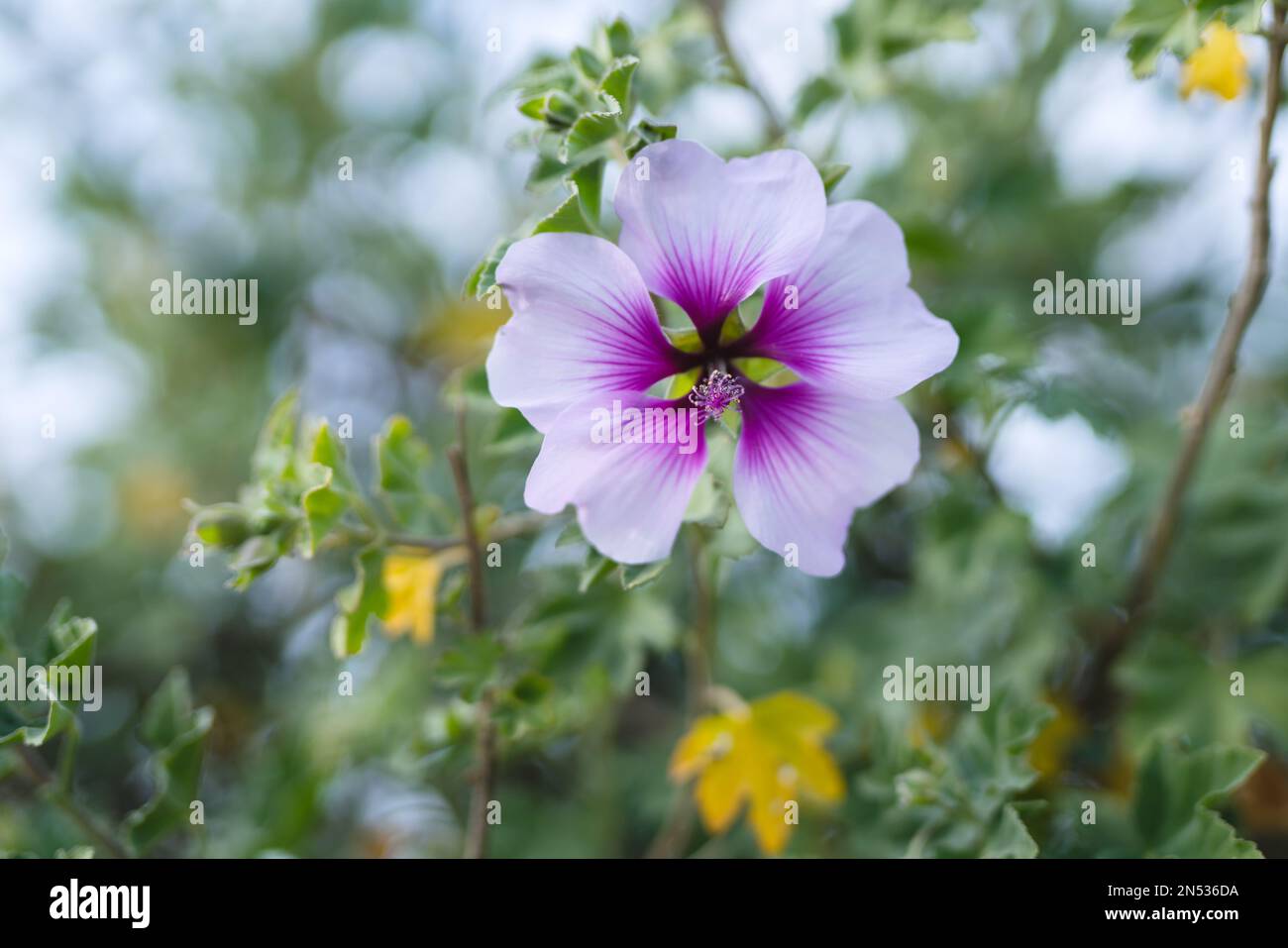 Malva bush hi-res stock photography and images - Alamy