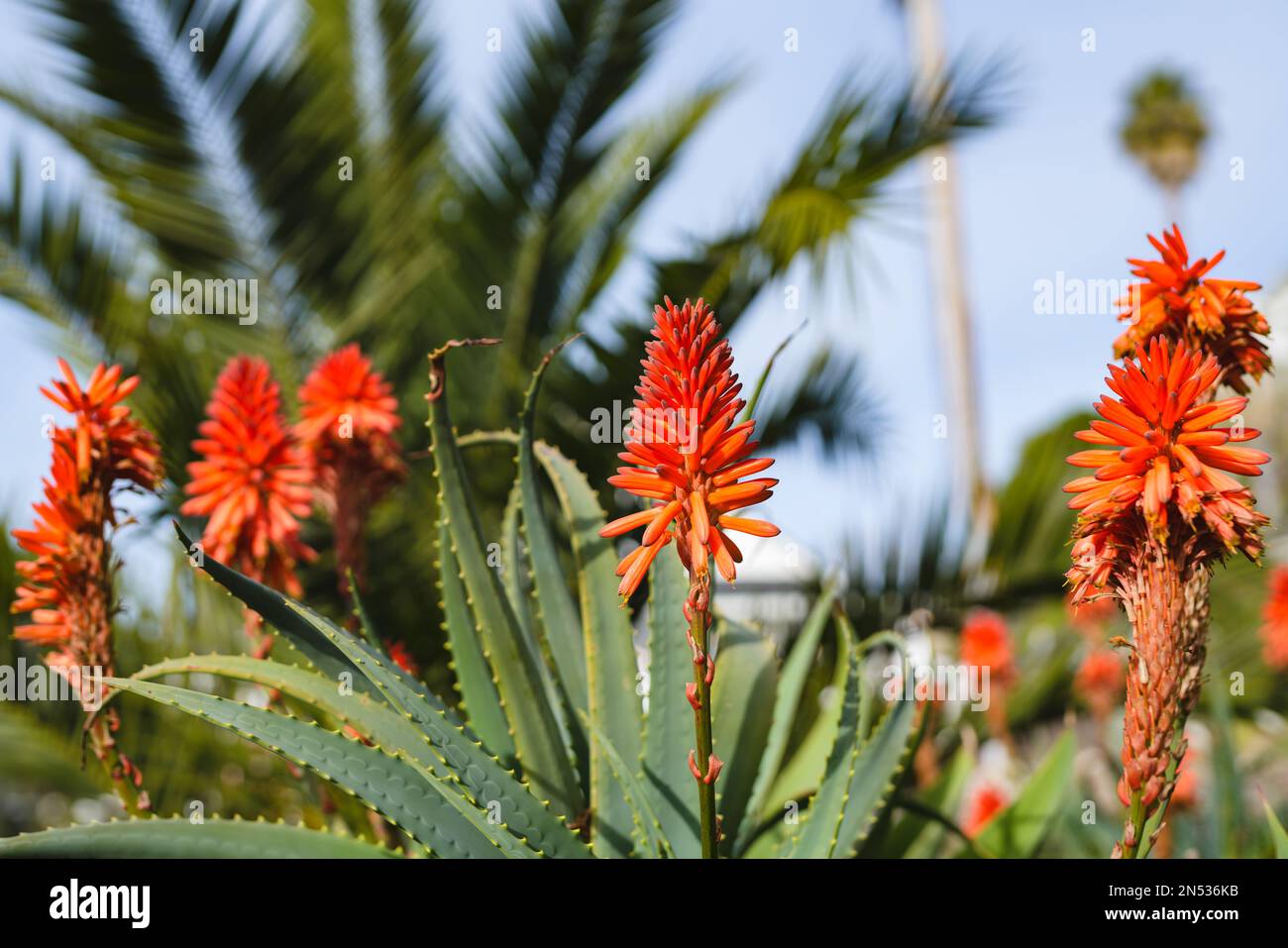Mountain Aloe (Aloe marlothii) close-up in bloom in the garden ...