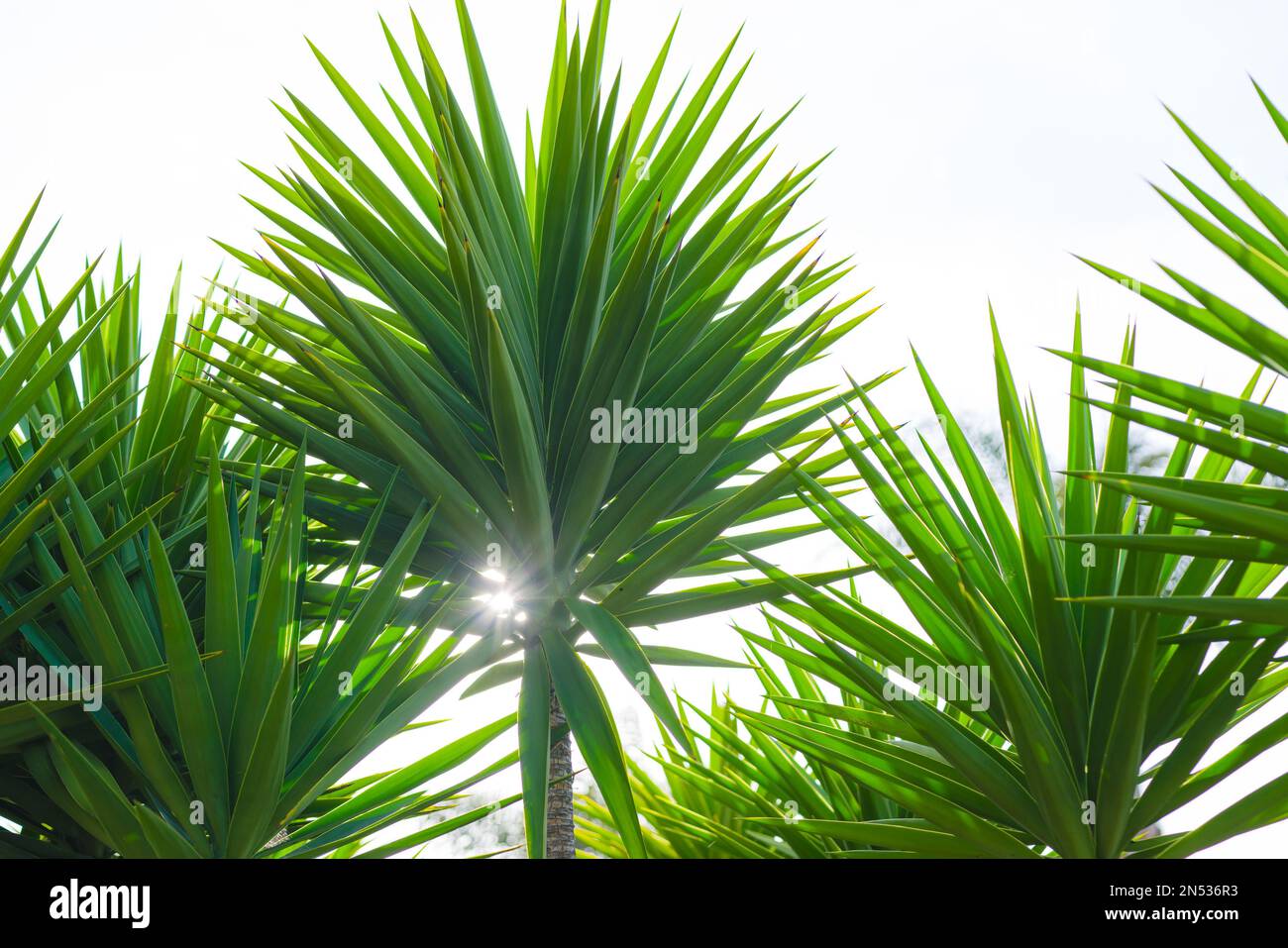 Spineless Yucca (Yucca Elephantipes) is the tallest of the Yuccas ...