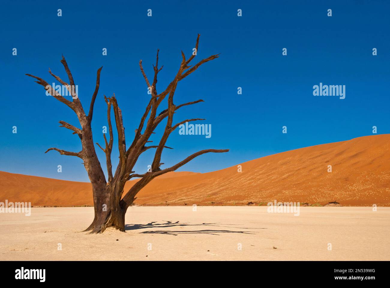 An aerial view of dead tree in desert Stock Photo - Alamy