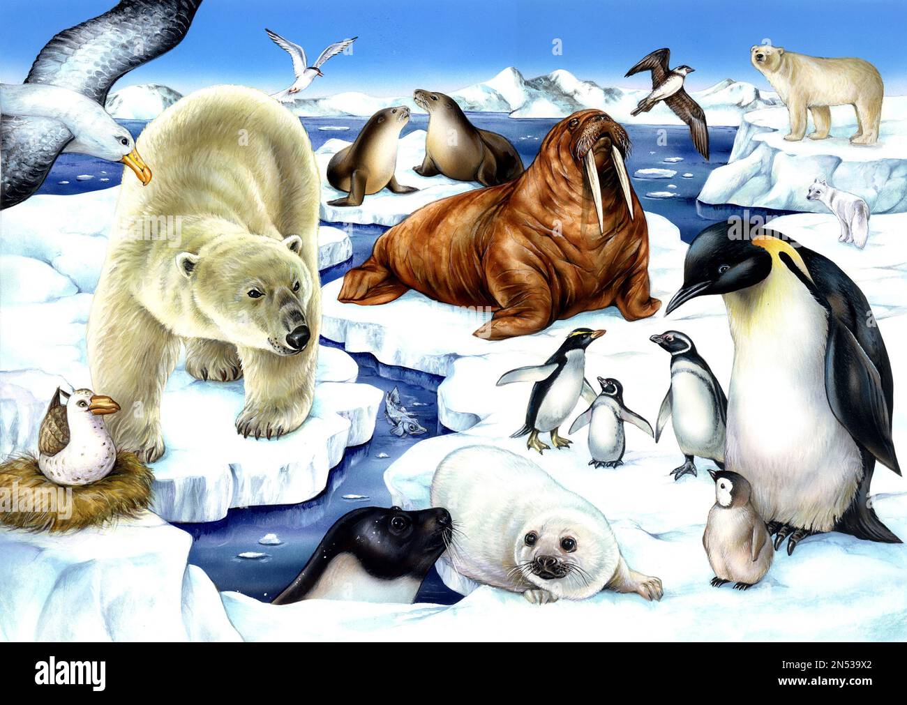 Polar region animals illustration scene on ice and water Stock Photo ...
