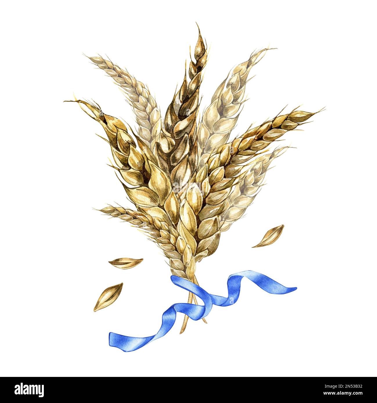 Wheat ear bunch and ribbon watercolor illustration isolated on white ...
