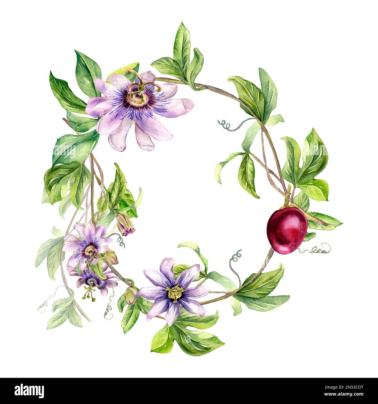 Circle frame of passion flower plant watercolor illustration isolated ...