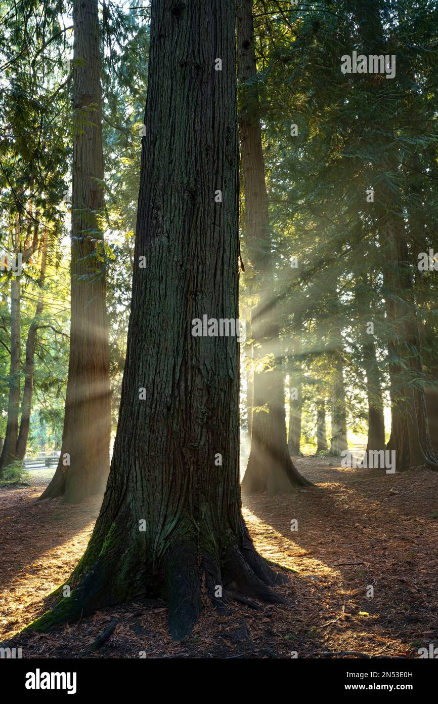 Lush vegetation dense trees forest hi-res stock photography and images ...