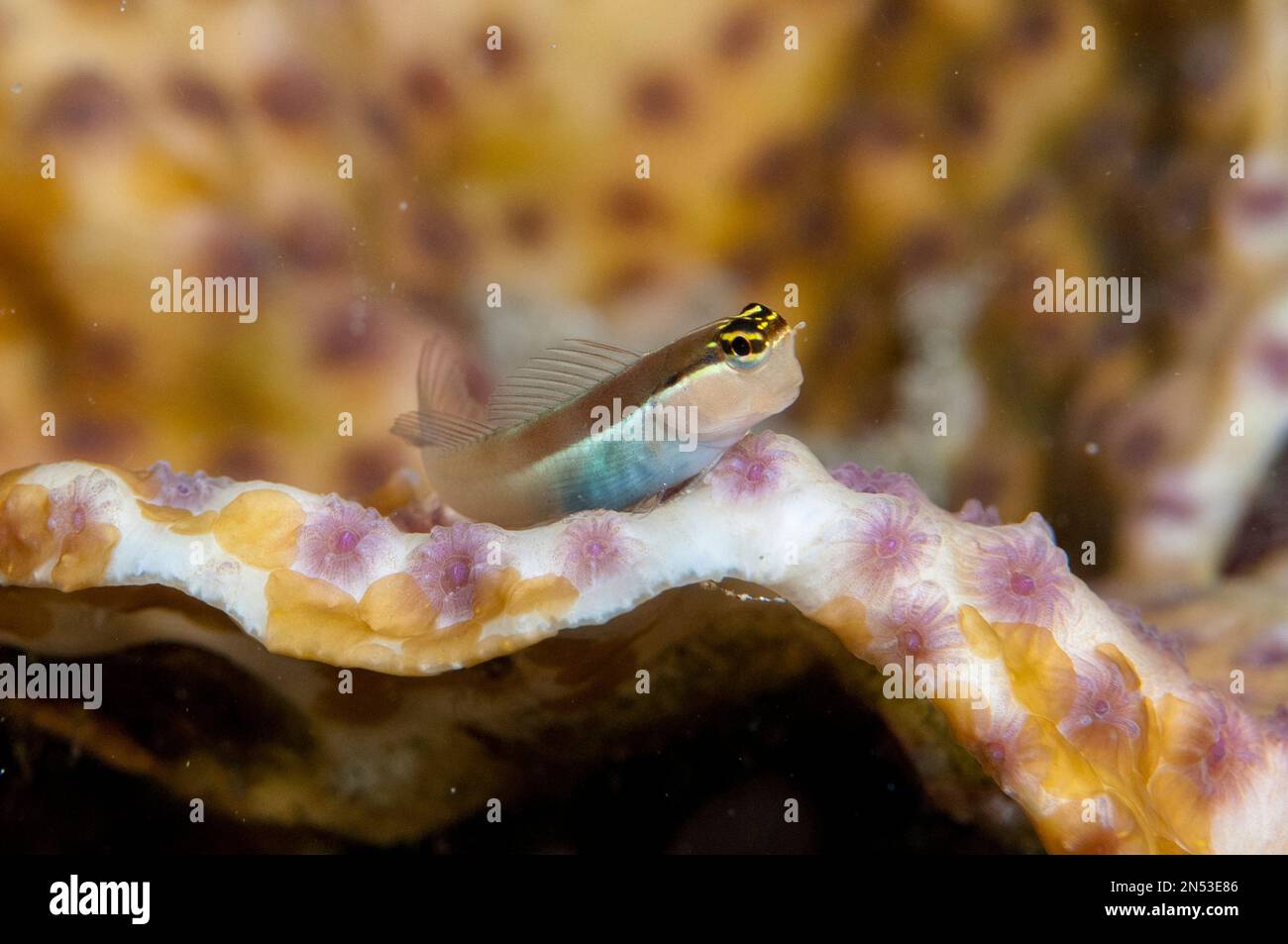 Banda Blenny, Ecsenius bandanus, on hard coral with polyps, Cardinal ...