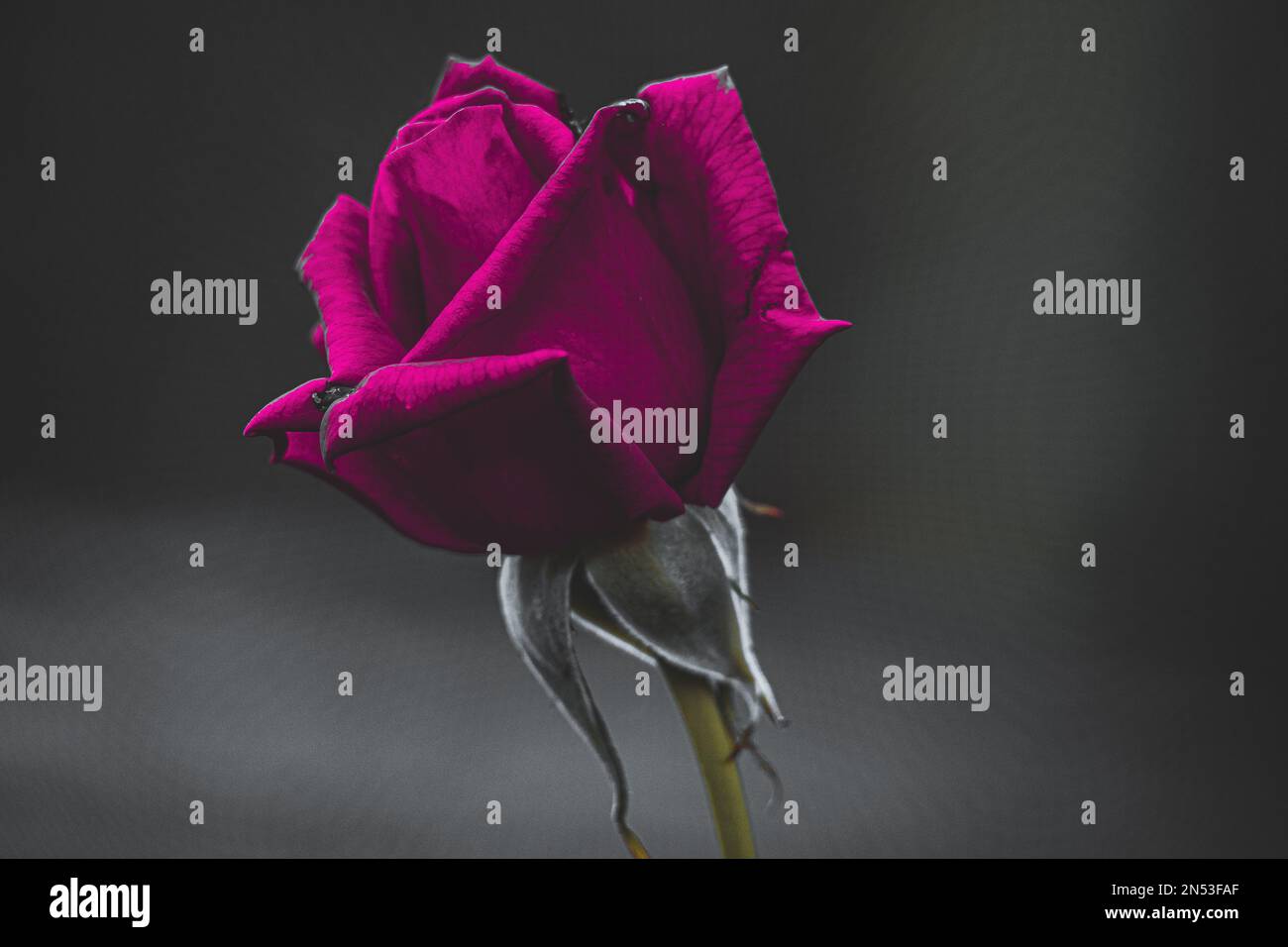 A violet Garden rose against dark backkground Stock Photo - Alamy