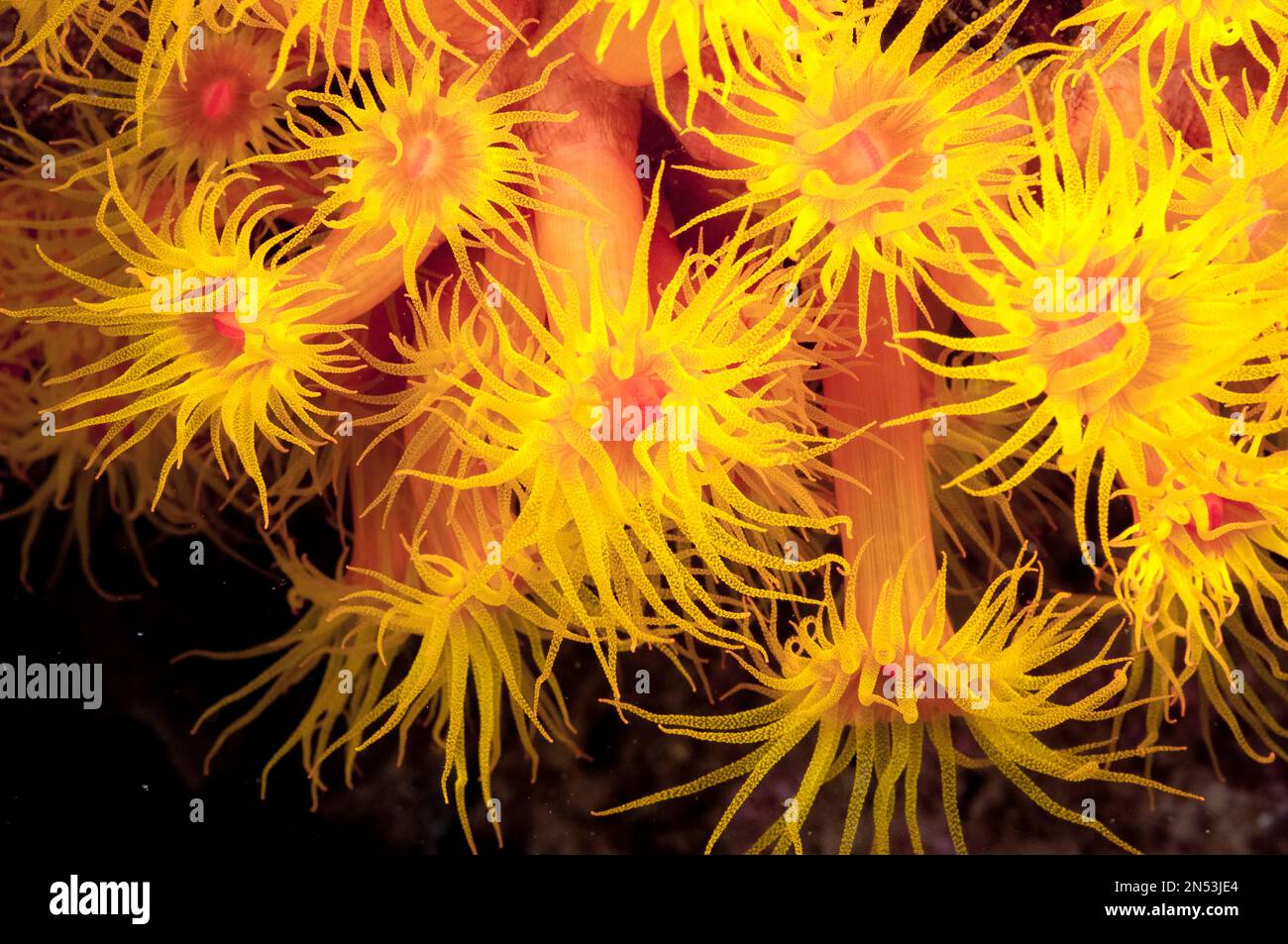 Yellow Coral polyps, Tubastrea faulkneri, night dive, Cardinal Point ...