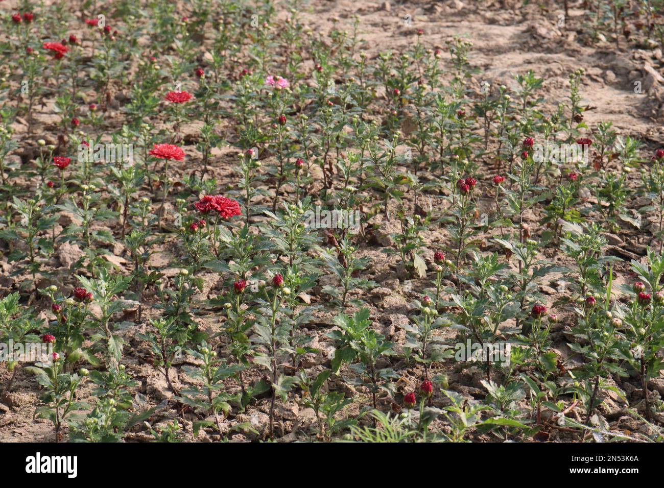 red colored chrysantheme rot tautropfen flower on farm for harvest are ...