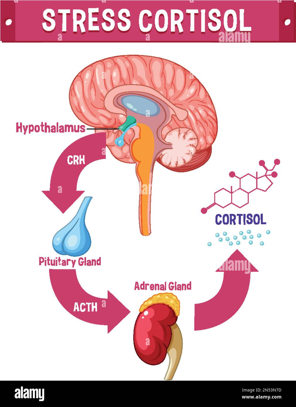 Cortisol Stress Hormone