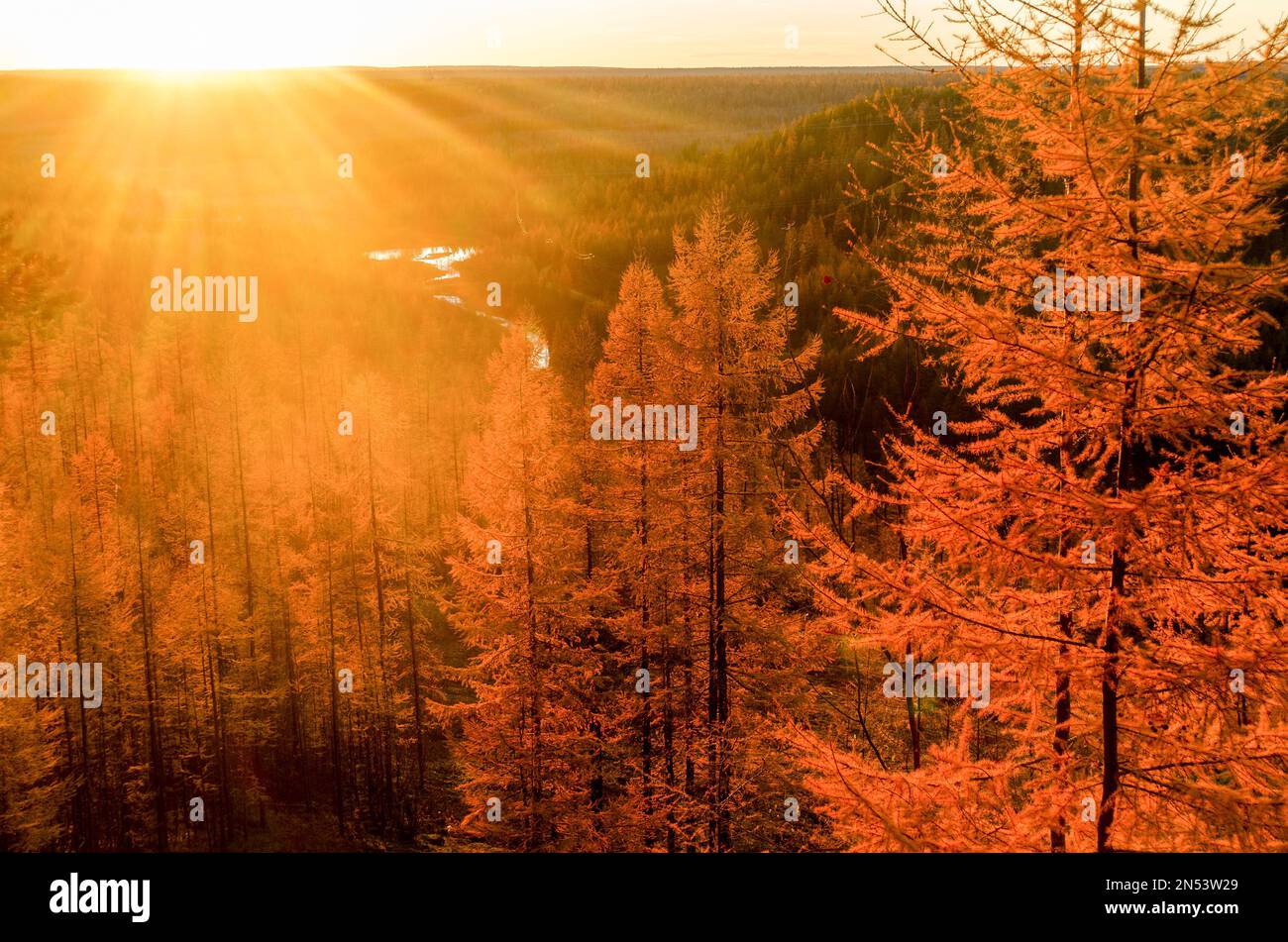 Bright colorful sunset with sun rays in the Northern taiga of Yakutia ...